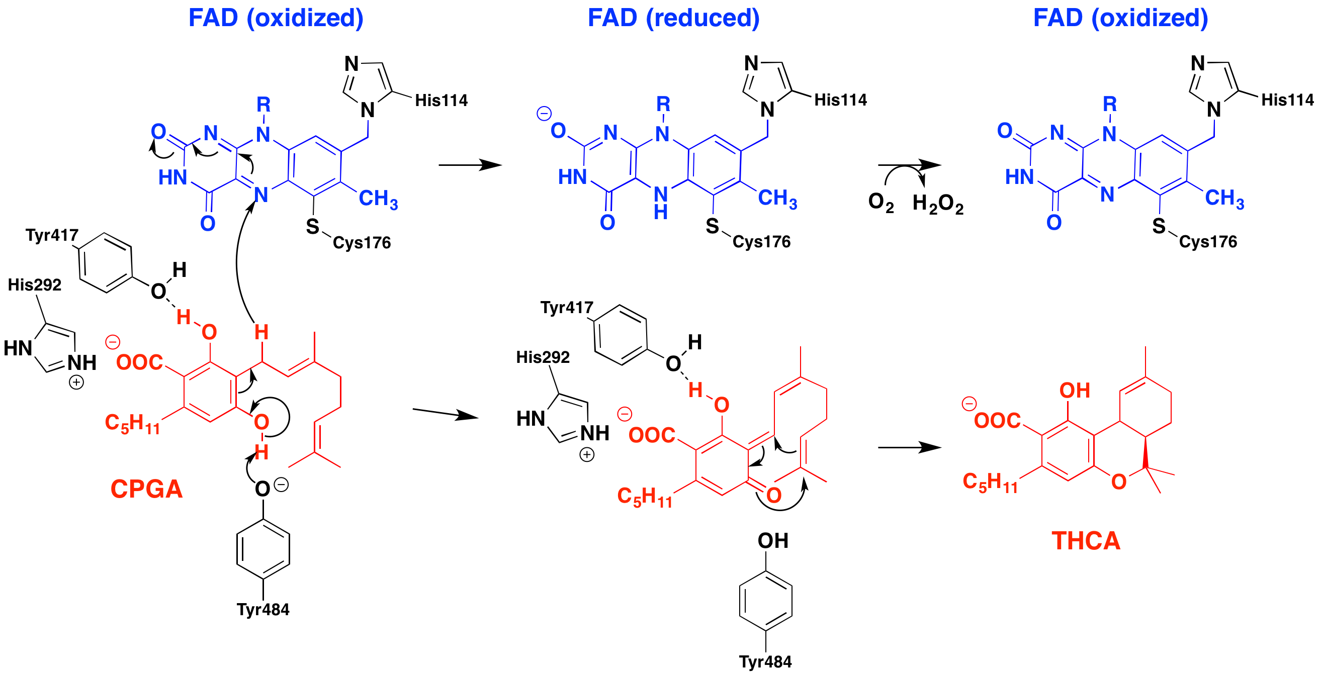 הגנטיקה של קנאביס - המידע התורשתי של צמח הקנאביס גנטיקה של קנאביס
