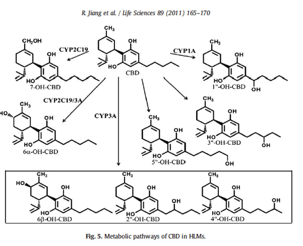 THCP ו - CBDP - העמקת הידע שלנו על ההשפעות של תמציות קנאביס על אנשים